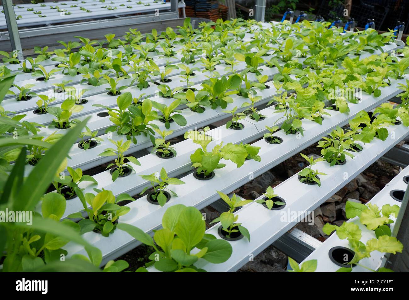 mustard farming using a hydroponic system Stock Photo - Alamy