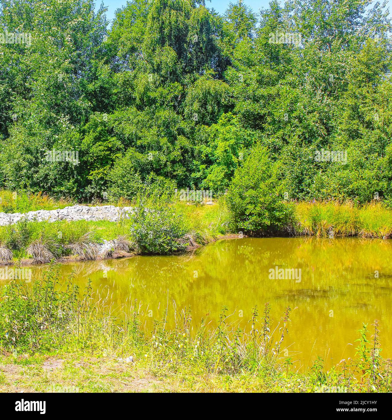 Natural beautiful panorama view with bog moor swamp pond river lake and ...