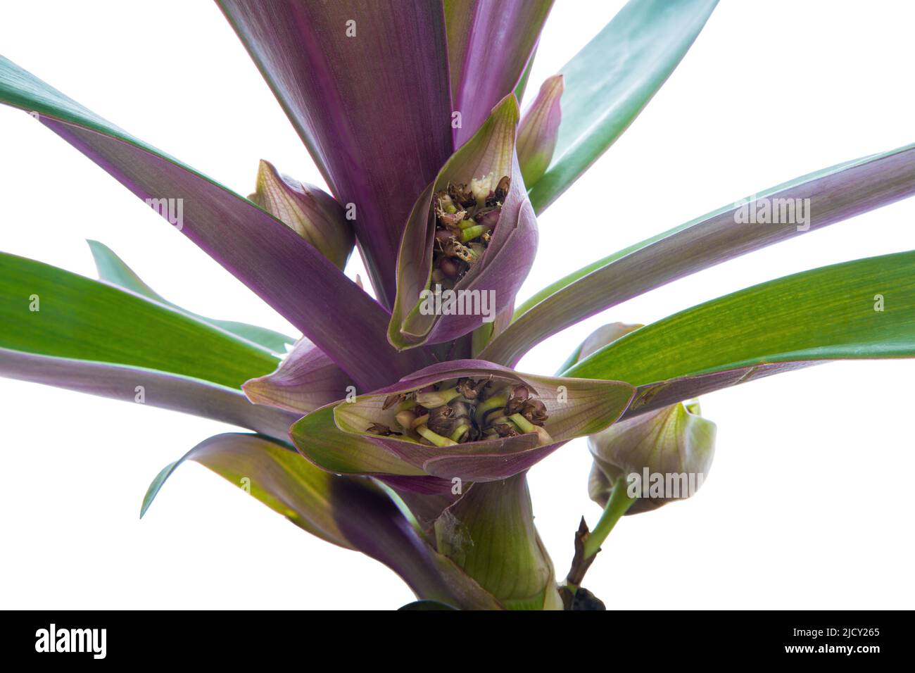 Picture of blooming houseplant Rhoeo discolor on white background Stock ...