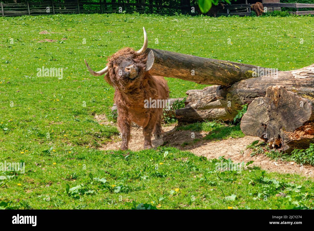 german Bison at the meadow oin the park in Germany Stock Photo - Alamy