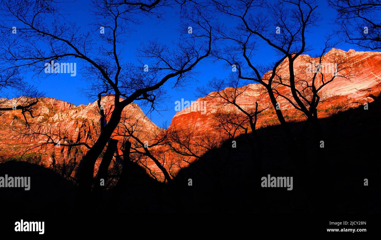 Zions National Park canyon clif red rock walls trees silhouette Stock ...