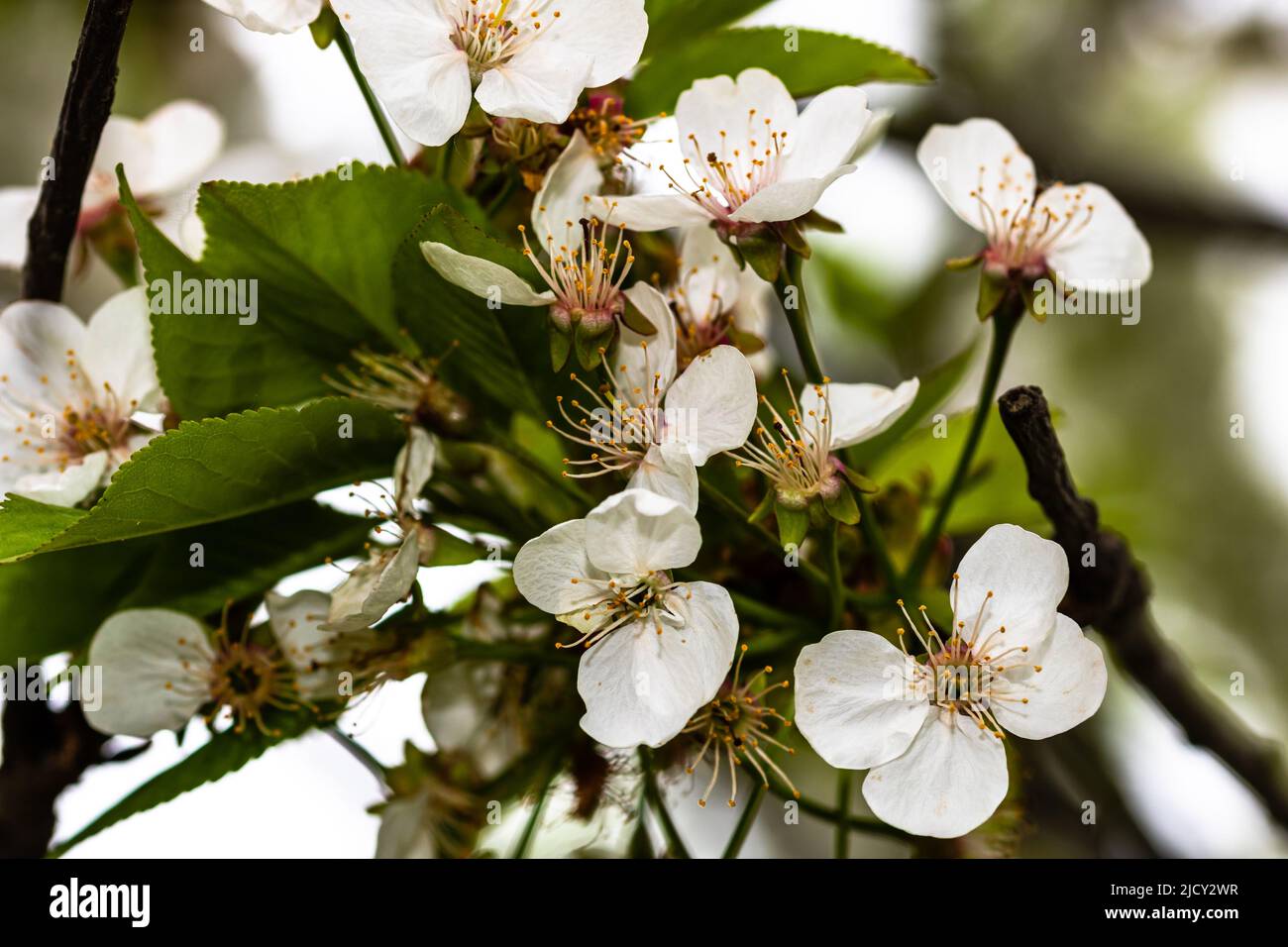Spring flowering trees with white flowers in the garden. Spring ...