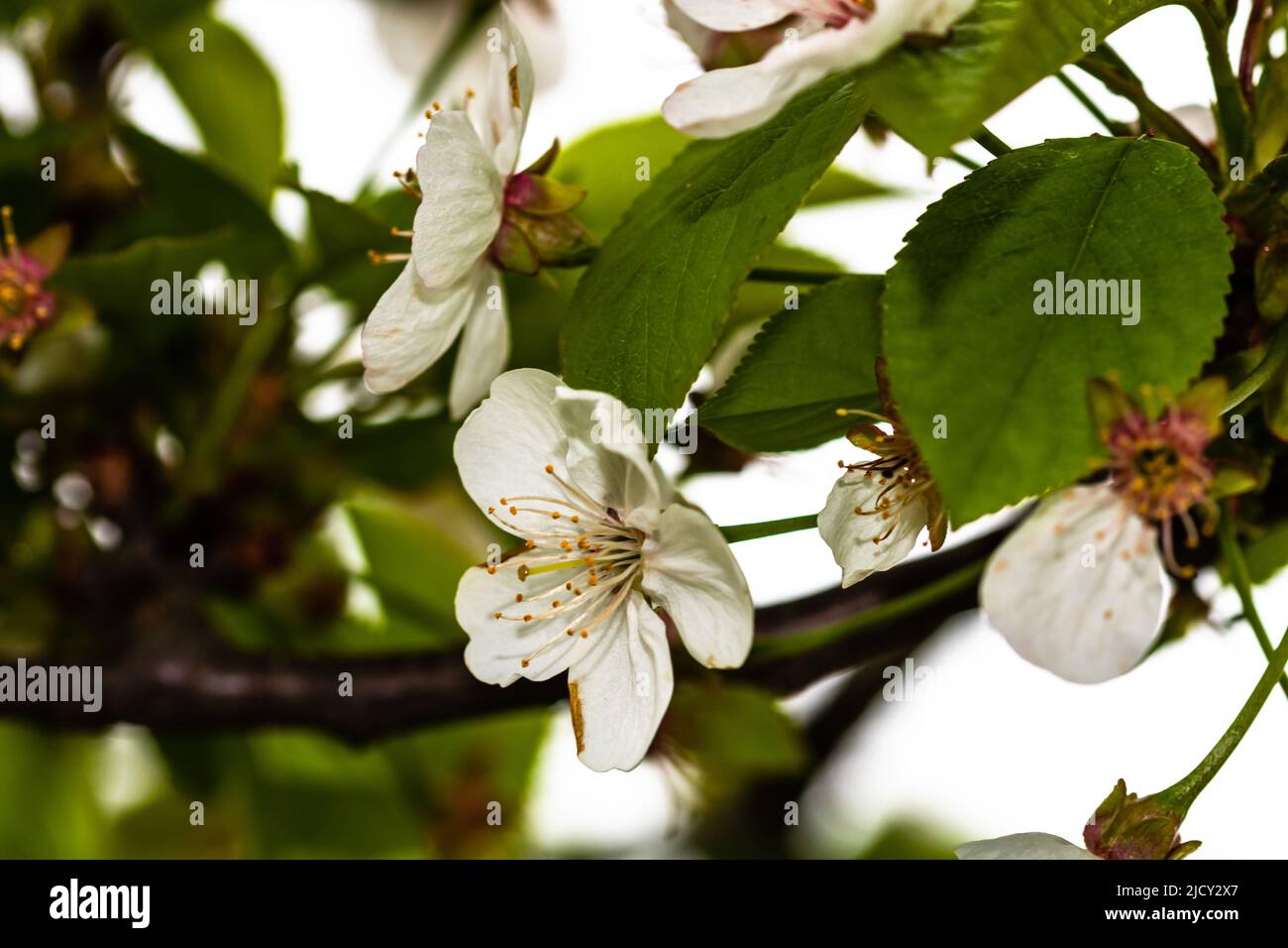 Spring flowering trees with white flowers in the garden. Spring ...