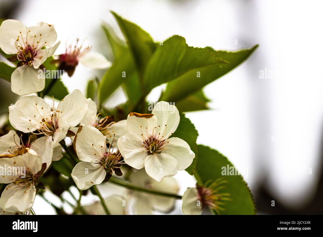 Spring flowering trees with white flowers in the garden. Spring ...