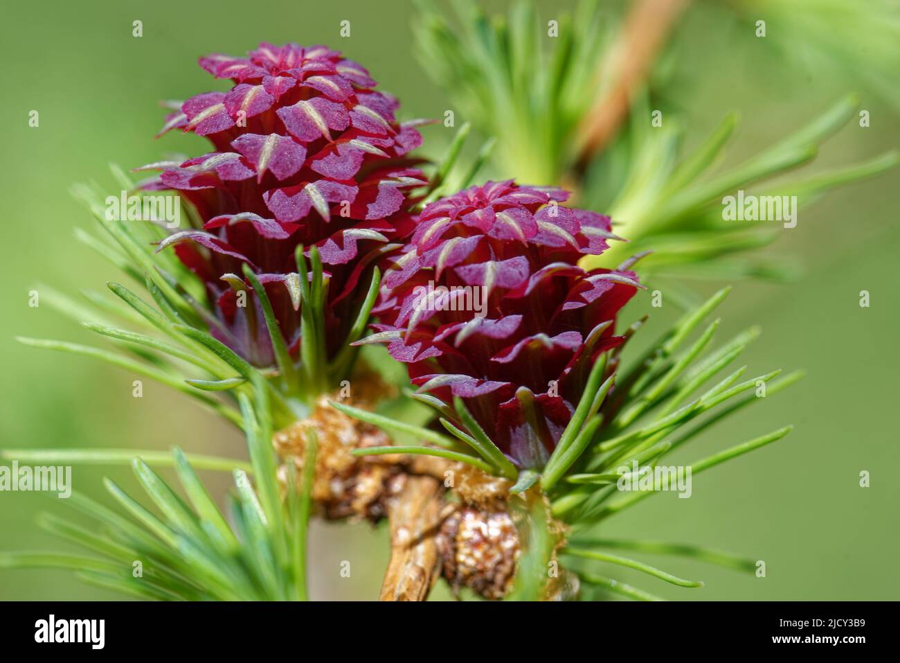 Young ovulate cones of larch tree in spring, beginning of June Stock ...