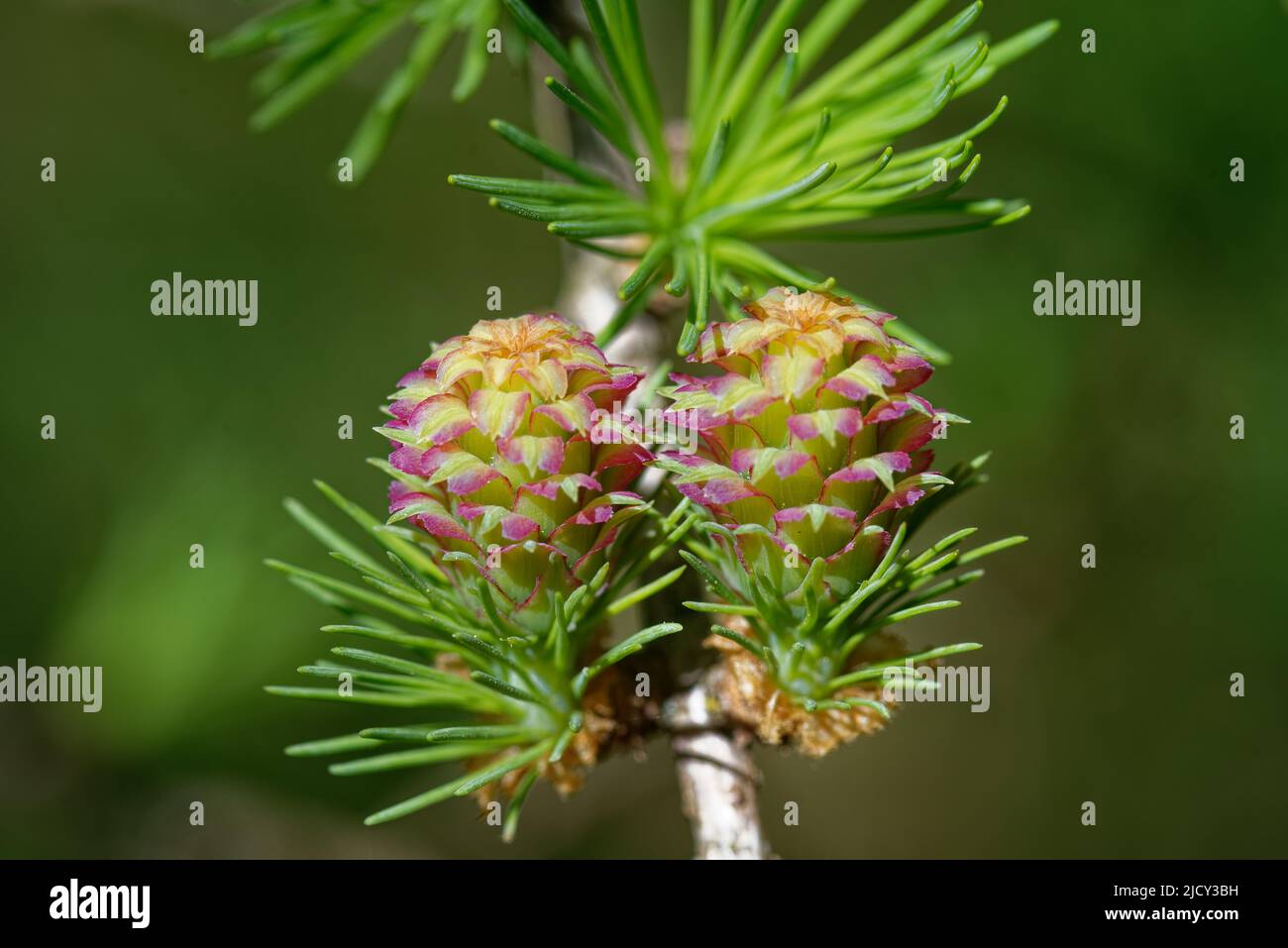 Young ovulate cones of larch tree in spring, beginning of June Stock ...