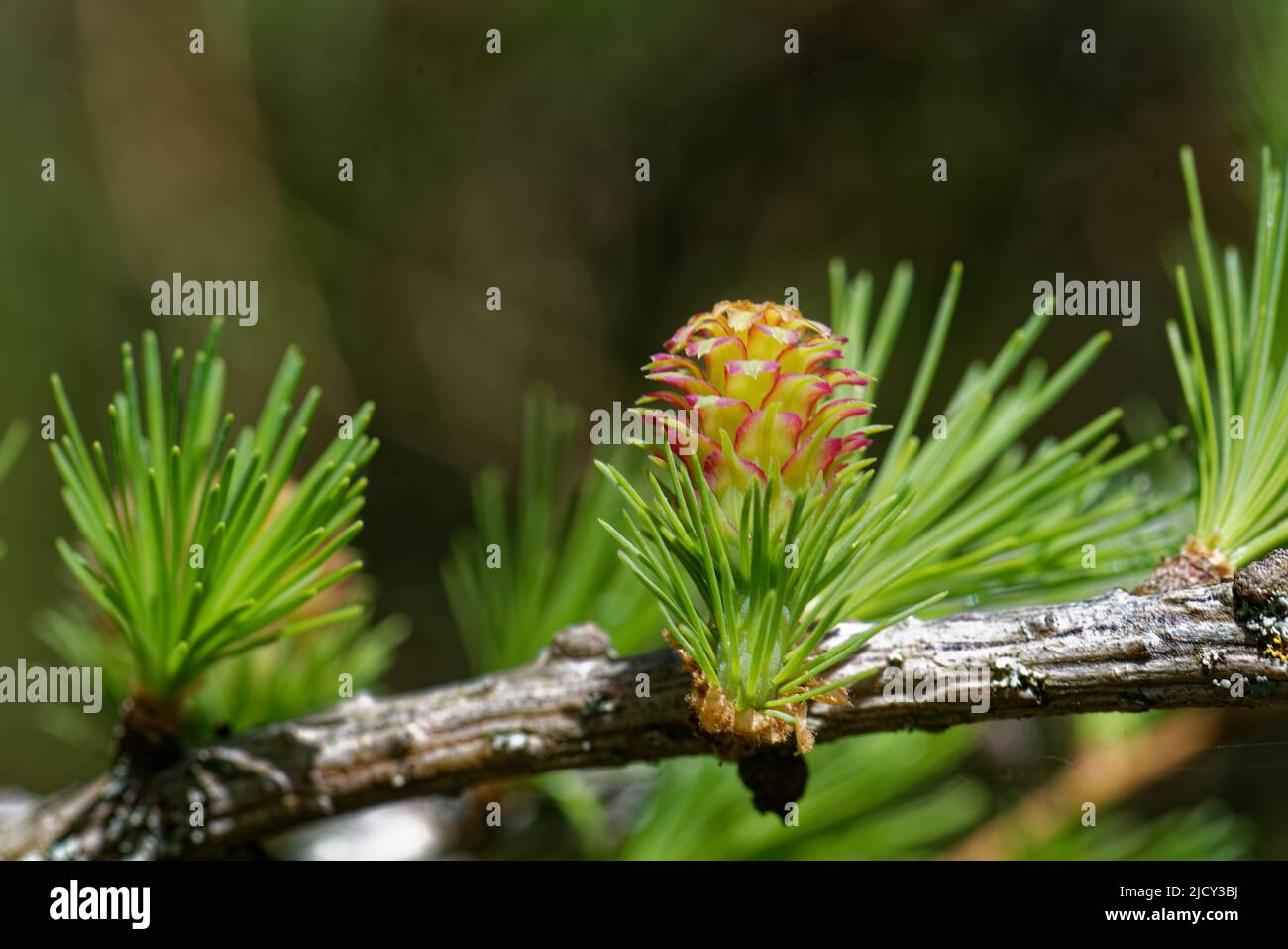 Young ovulate cone of larch tree in spring, beginning of June Stock ...