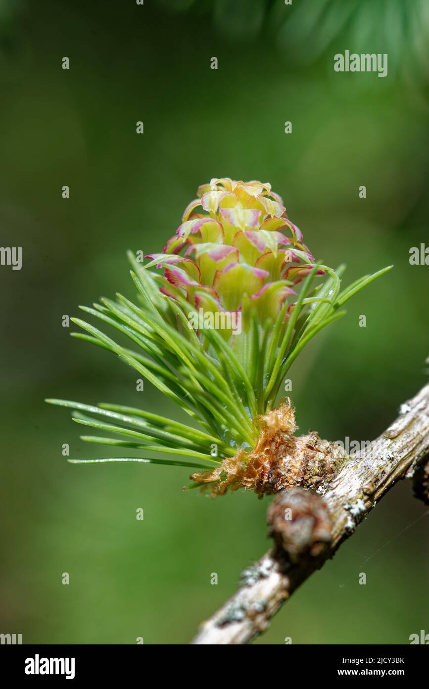 Young ovulate cone of larch tree in spring, beginning of June Stock ...
