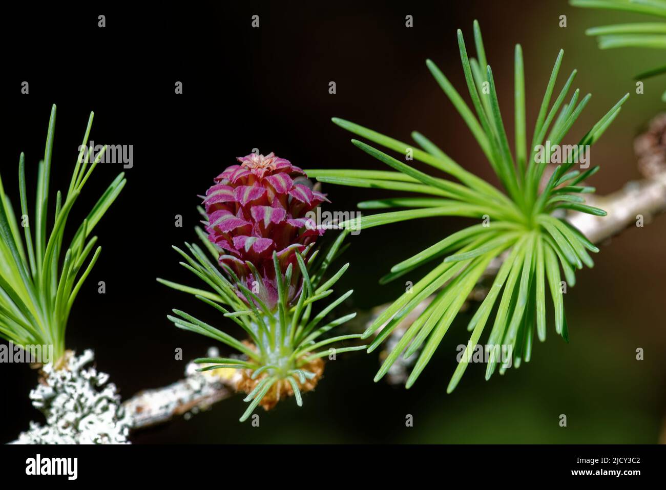 Young ovulate cone of larch tree in spring, beginning of June Stock ...