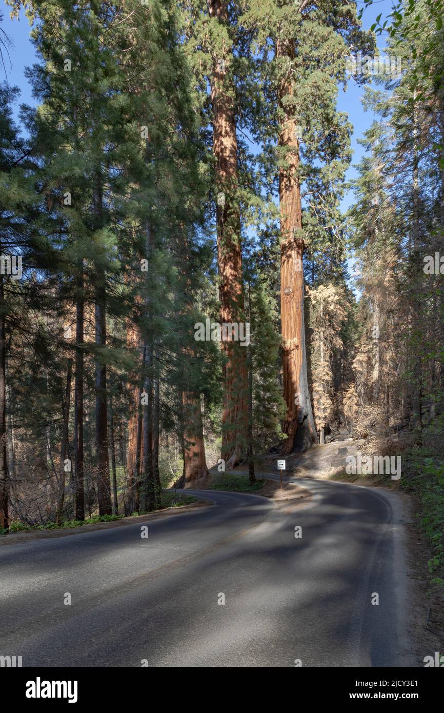huge sequoia trees at the place called meadow in Sequoia tree national ...