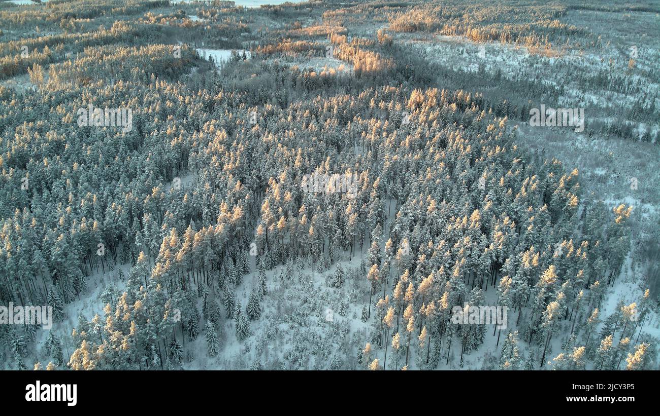 Beautiful sunbeams in winter that touch the treetops Stock Photo - Alamy