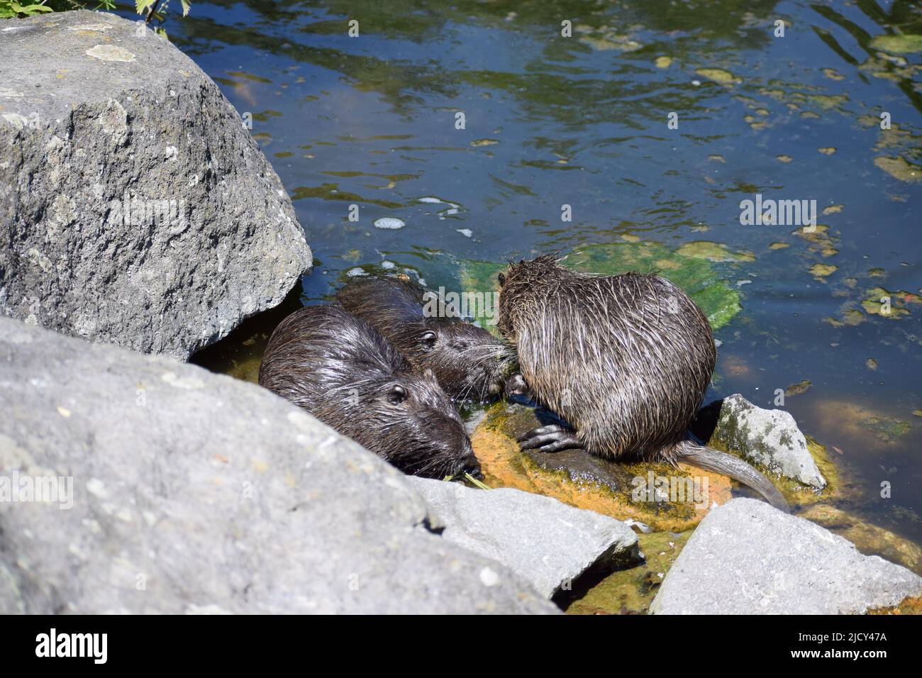 Nutria at a pond Stock Photo - Alamy