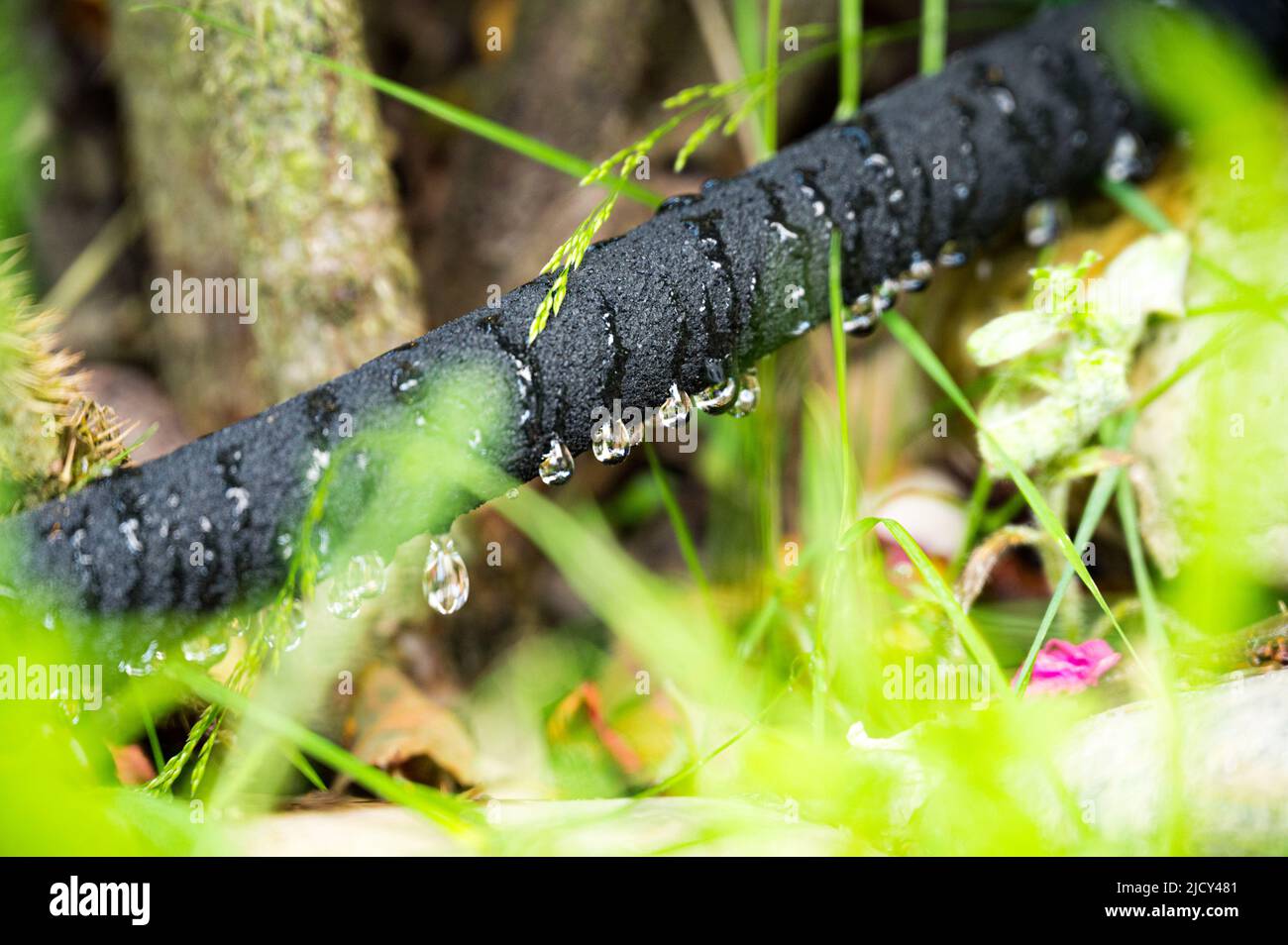 Automatic garden watering - drops of water emerge from a spray hose and ...