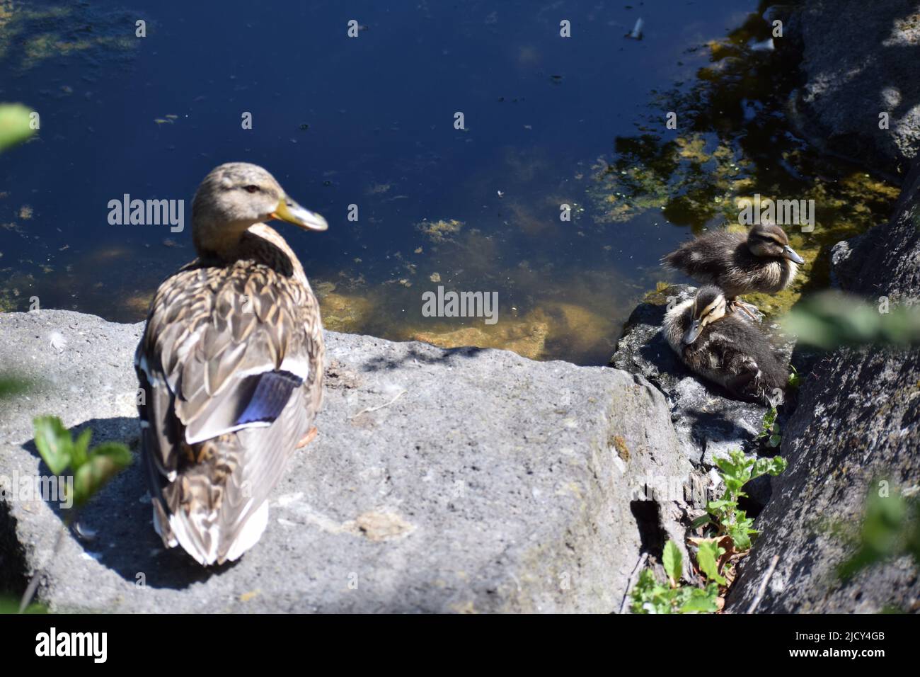 mother duck with two ducklings Stock Photo - Alamy
