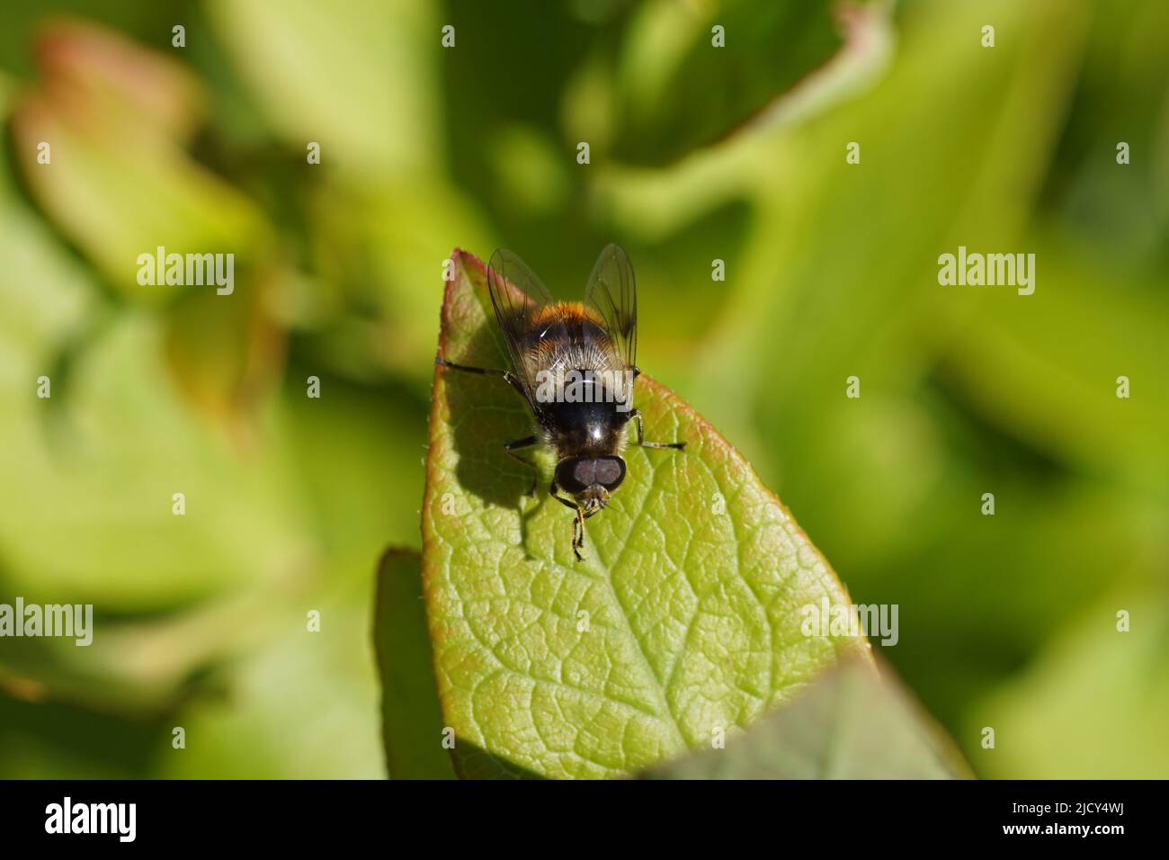 Close up male hoverfly Bumblebee Blacklet, Cheilosia illustrata. On a ...