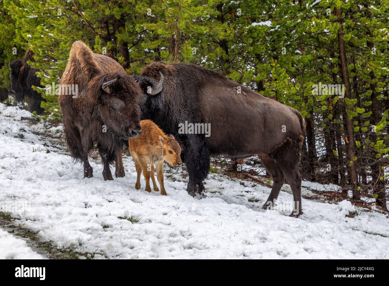 Yellowstone usa bison migration hi-res stock photography and images - Alamy