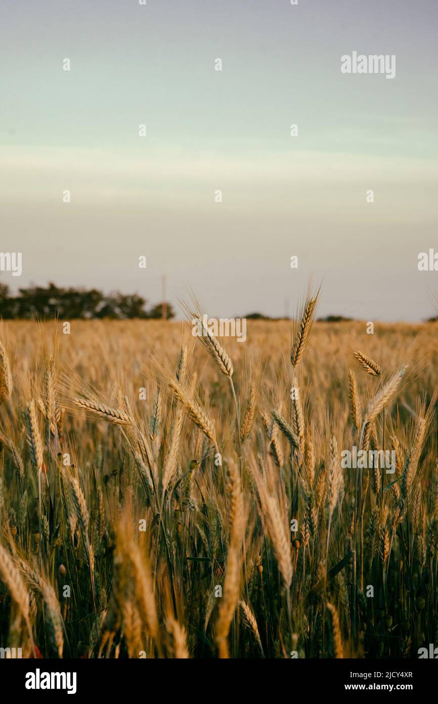 Raw wheat hi-res stock photography and images - Alamy