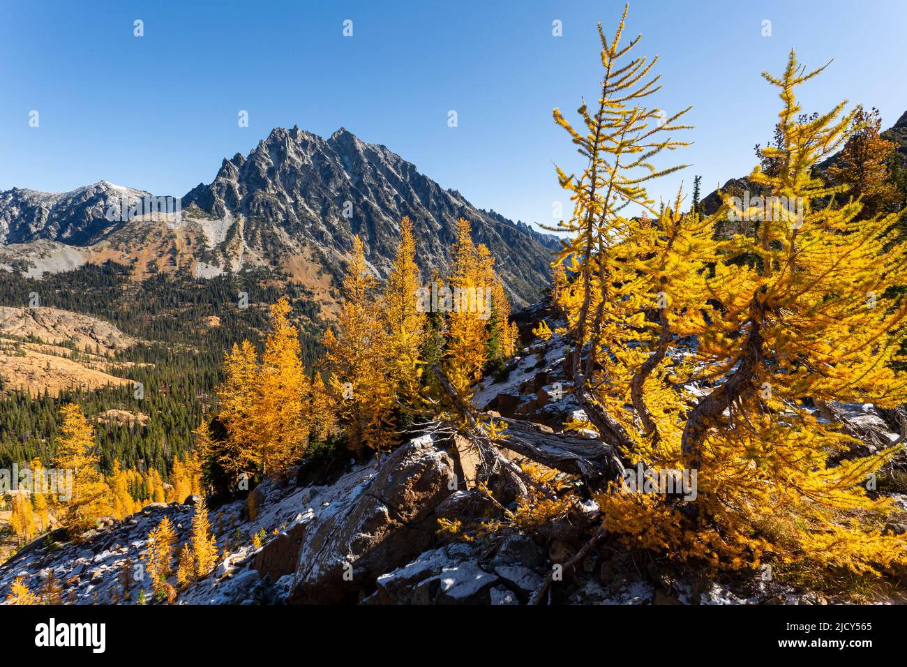 WA21664-00...WASHINGTON - Alpine larches in brilliant fall color along ...