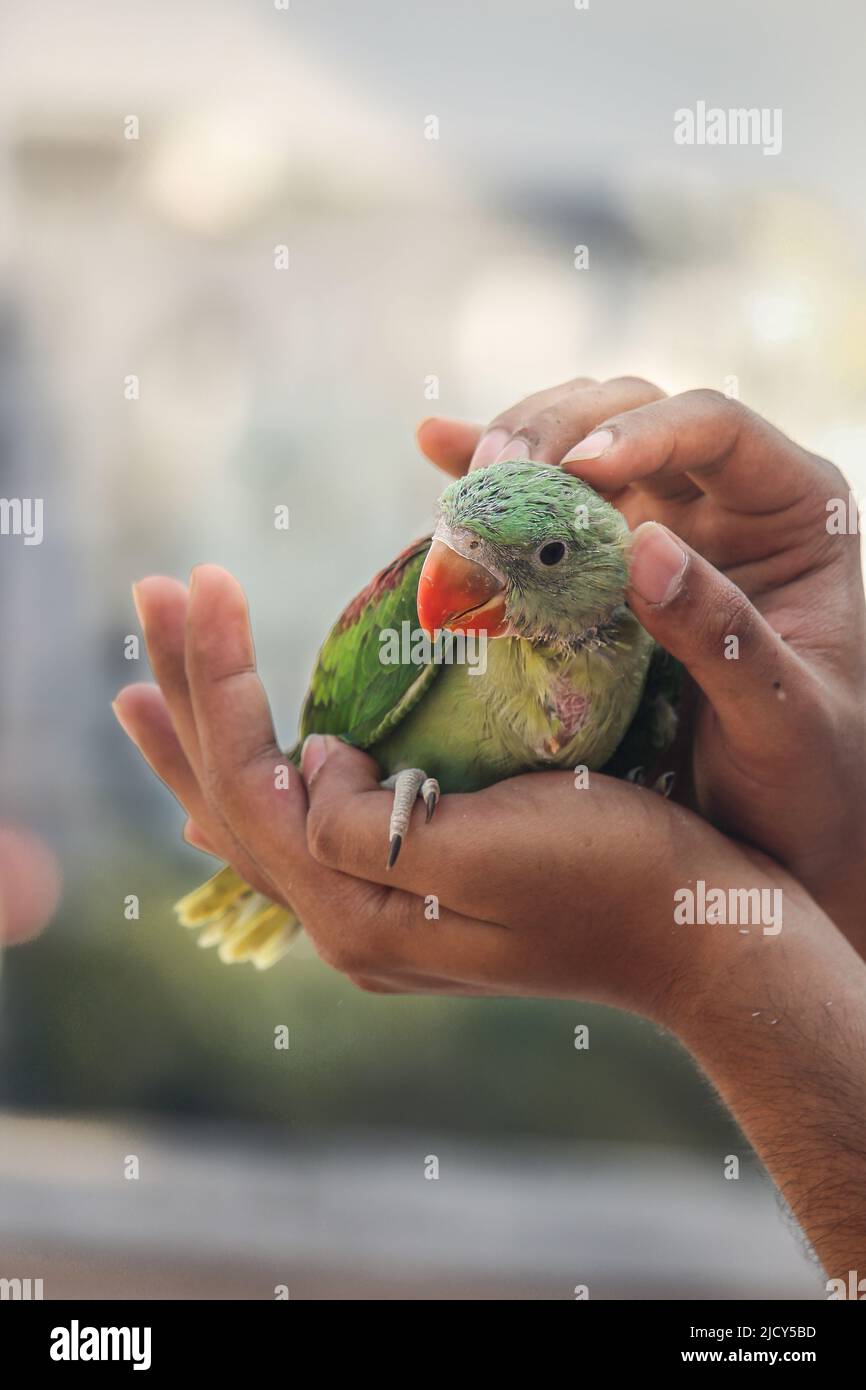 The beautiful baby pheasant in human hands Stock Photo - Alamy