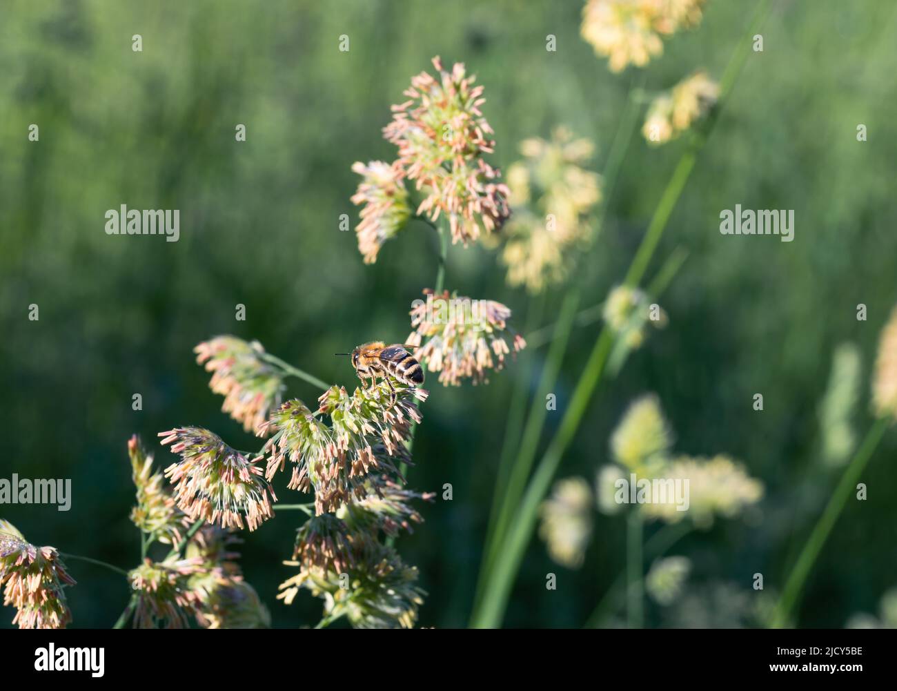 Wheat pollination hi-res stock photography and images - Alamy