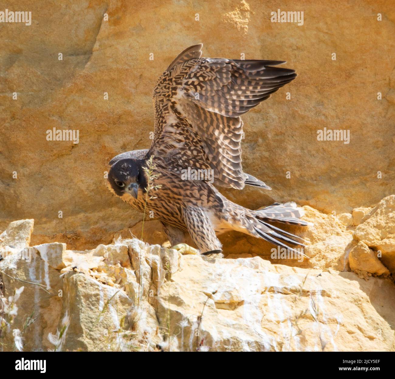Peregrine Falcon chicks about to fledge from a quarry in the Cotswold ...