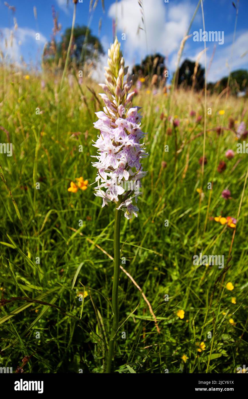 Common Spotted Orchids in the Cotswold hills grassland Stock Photo - Alamy