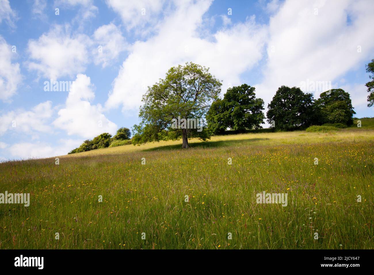 Natural hillside meadow with an ash tree and lovely blue sky Stock ...