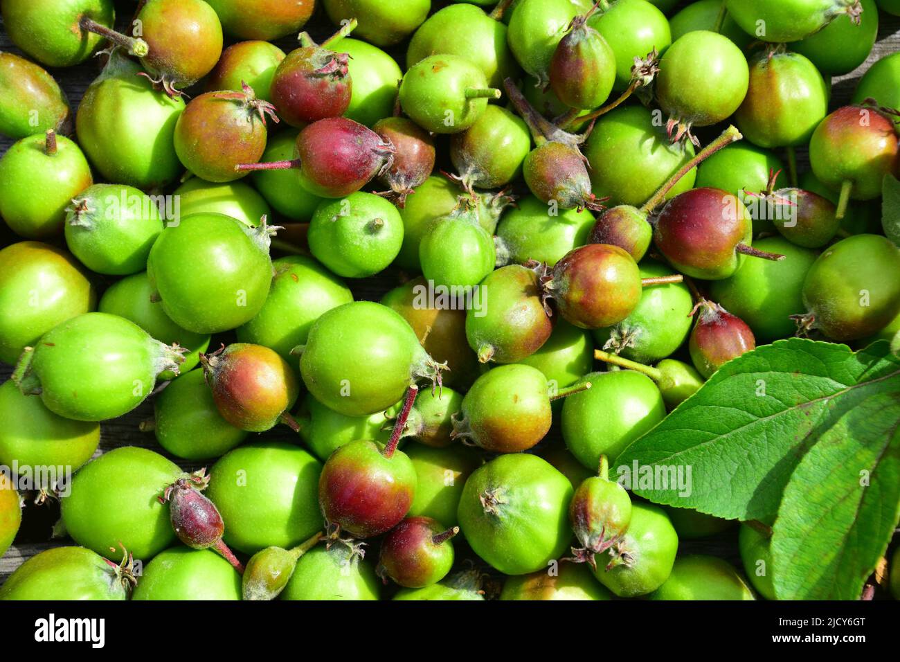 Pond apples hi-res stock photography and images - Alamy