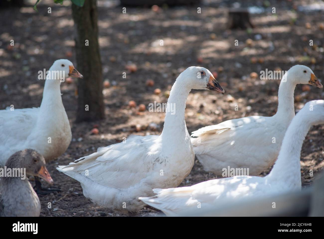 flock of domestic white geese in the village Stock Photo - Alamy