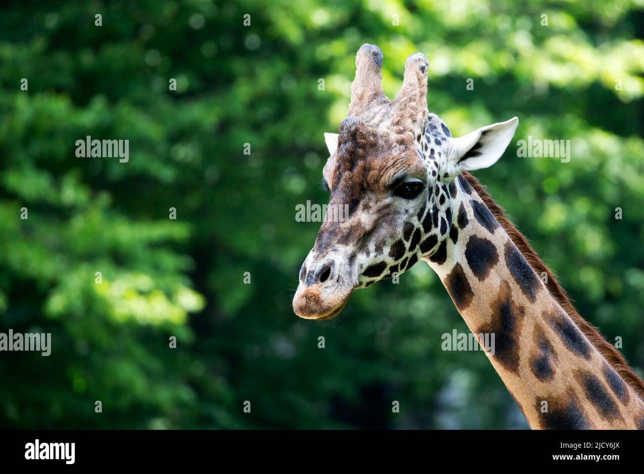 Giraffe portrait in wild hi-res stock photography and images - Alamy