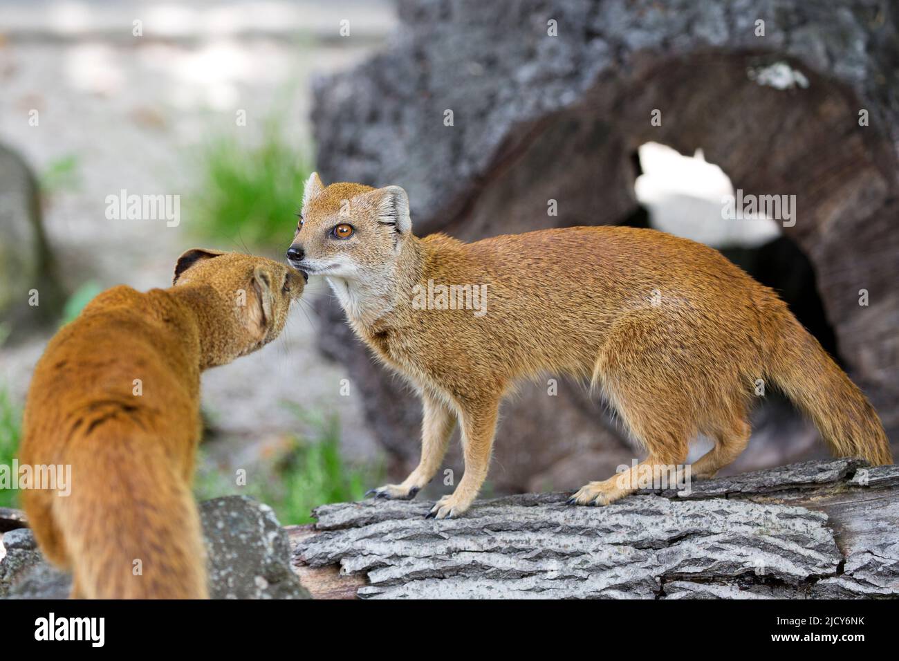 Two yellow mongoose in the wild Stock Photo - Alamy