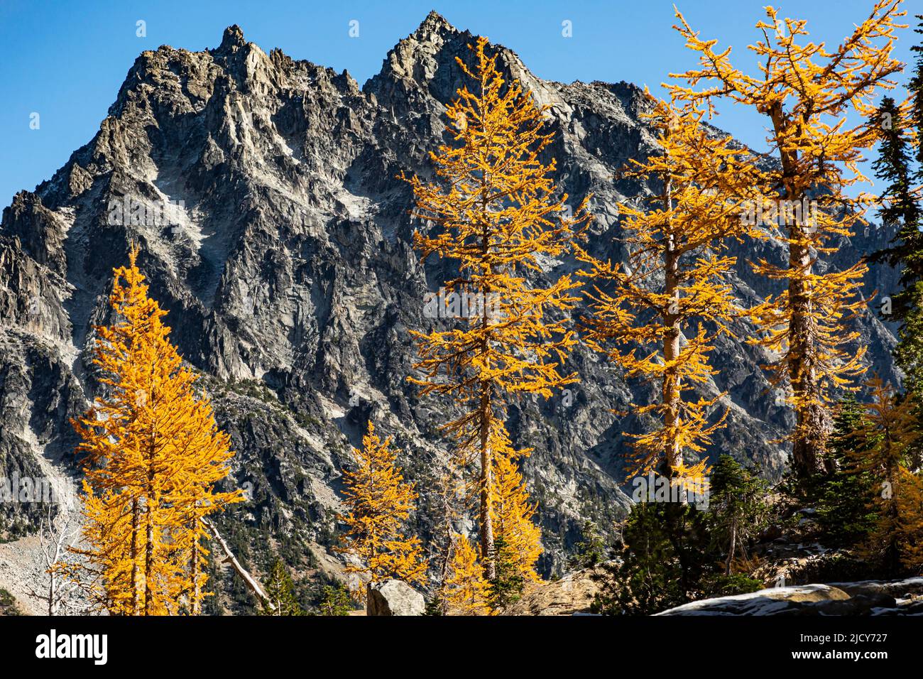 Deciduous conifer hi-res stock photography and images - Alamy