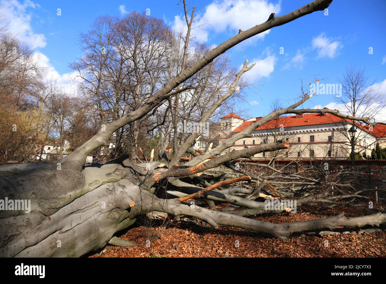 Old common beech fagus sylvatica hi-res stock photography and images ...