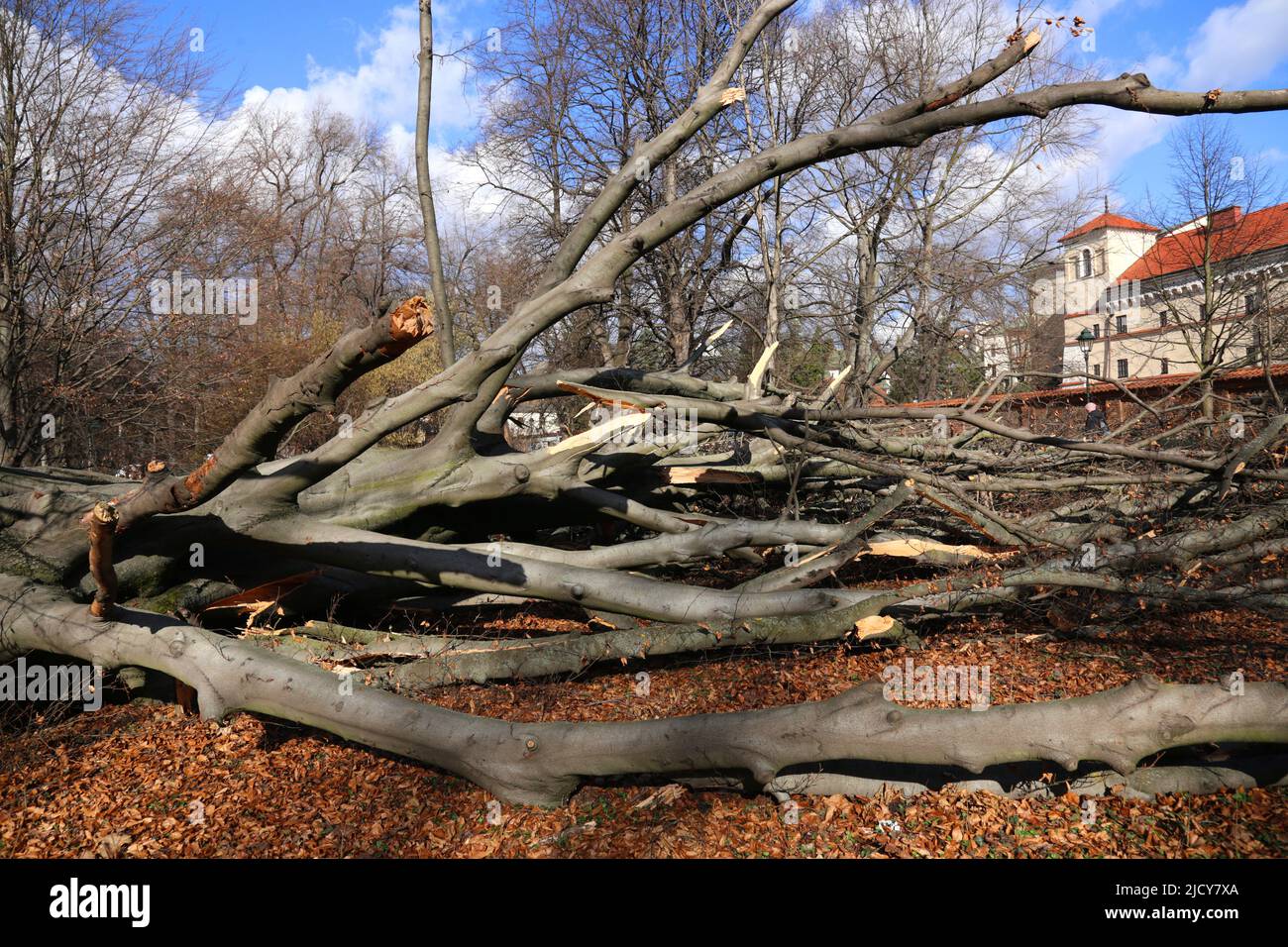 Common beech tree branches hi-res stock photography and images - Alamy