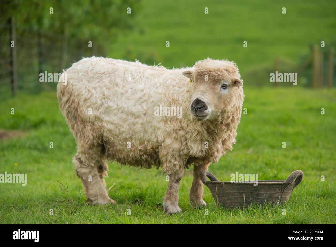 Rare breed sheep wales hi-res stock photography and images - Alamy