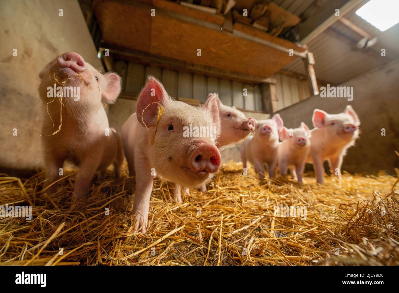 Piglets in shed Stock Photo - Alamy