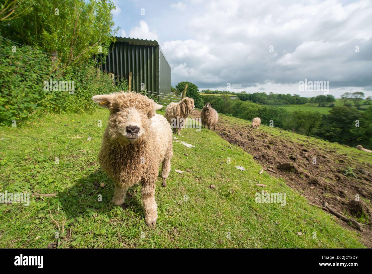 Rare breed sheep wales hi-res stock photography and images - Alamy