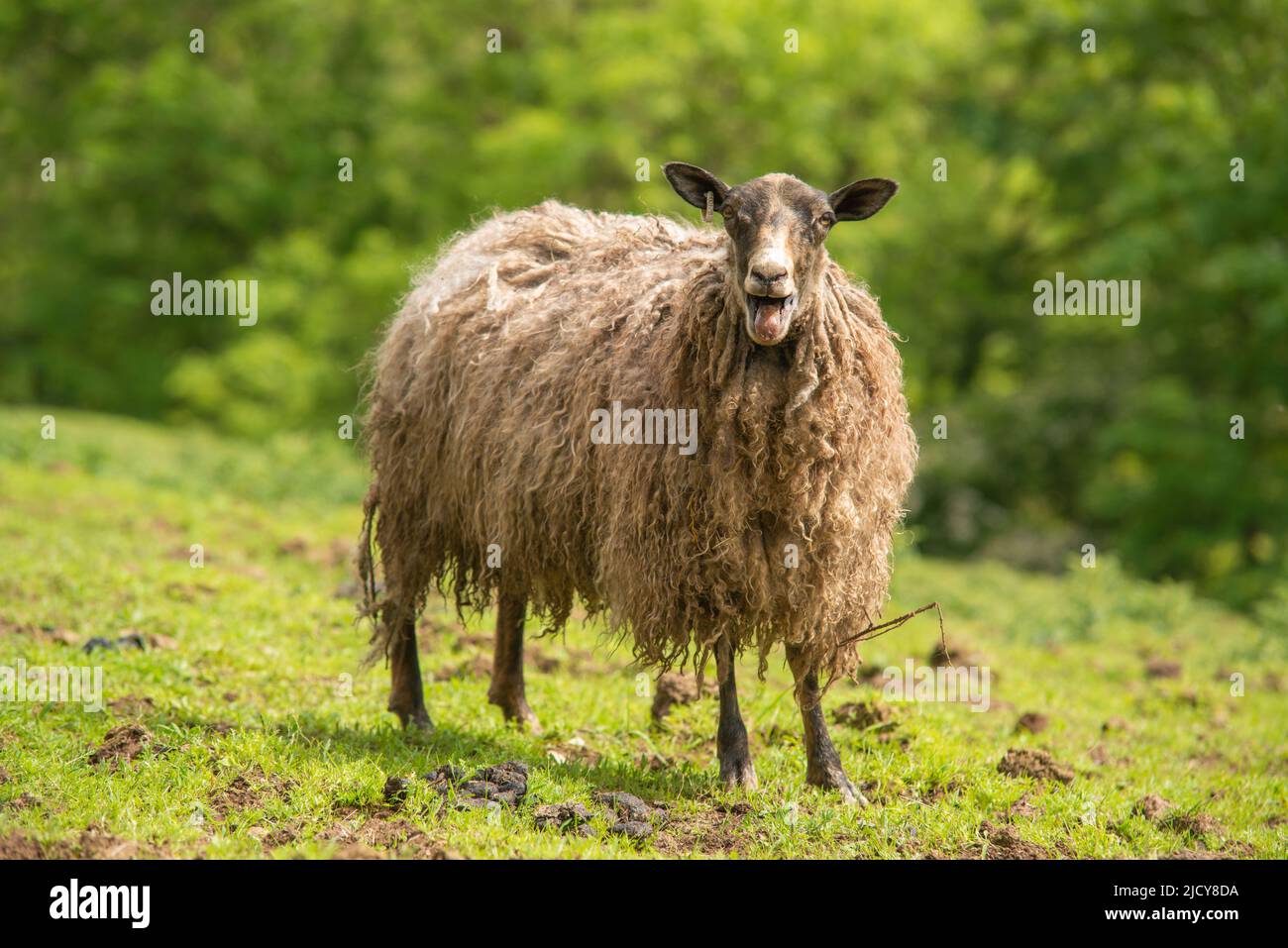 Rare breed sheep wales hi-res stock photography and images - Alamy