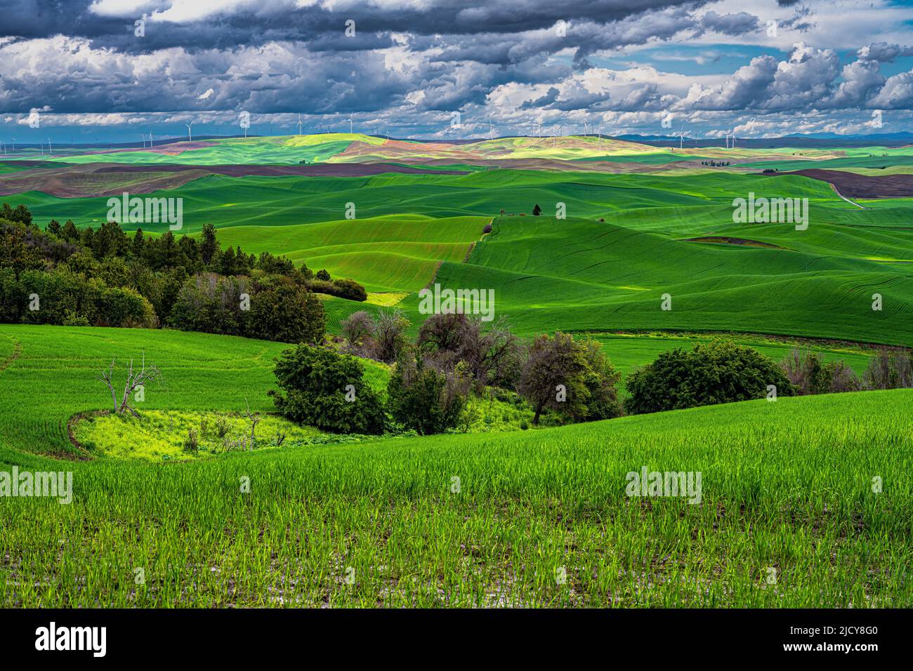Palouse Fields in Late Spring, WA Stock Photo - Alamy