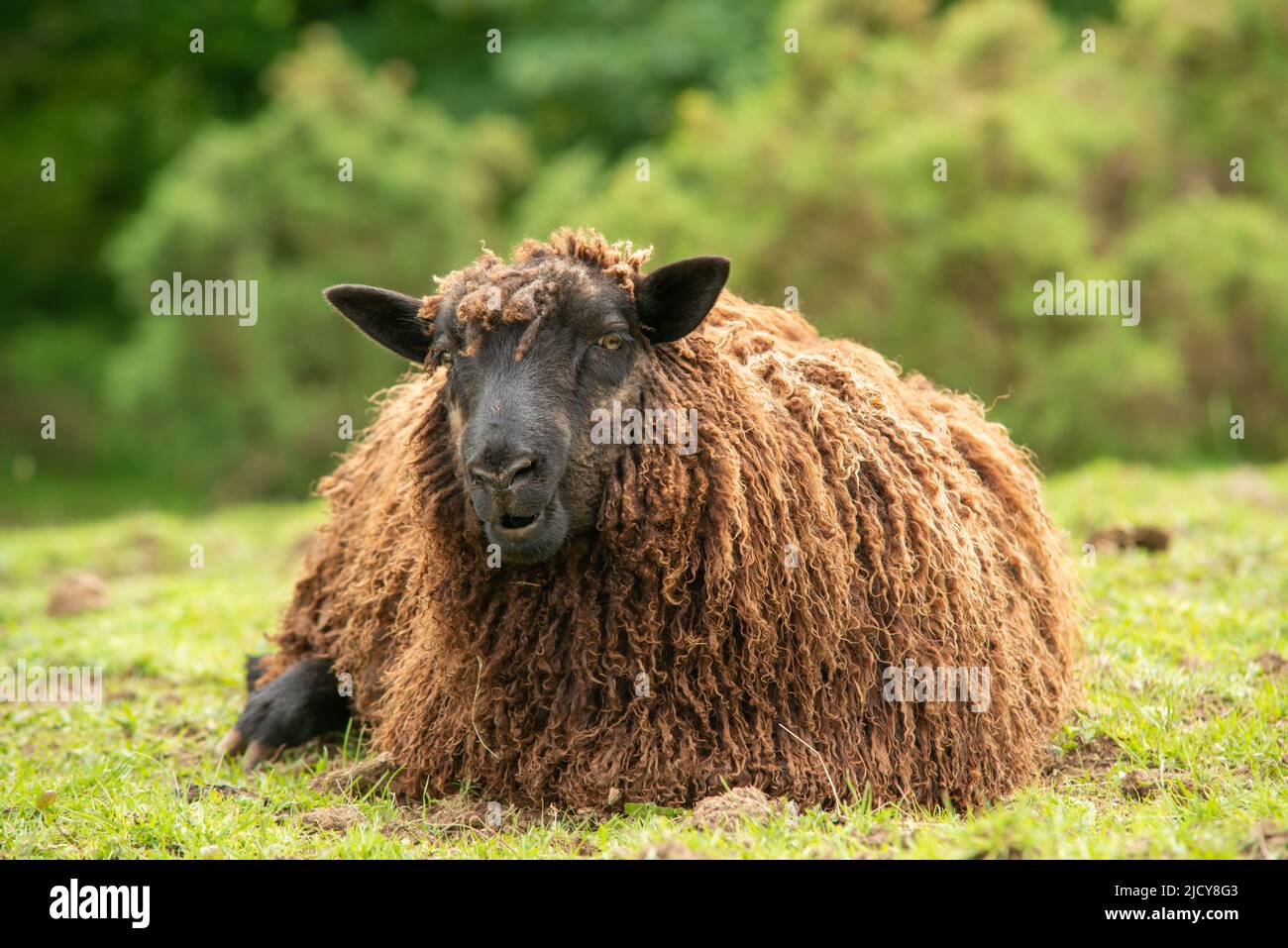 Rare breed sheep wales hi-res stock photography and images - Alamy
