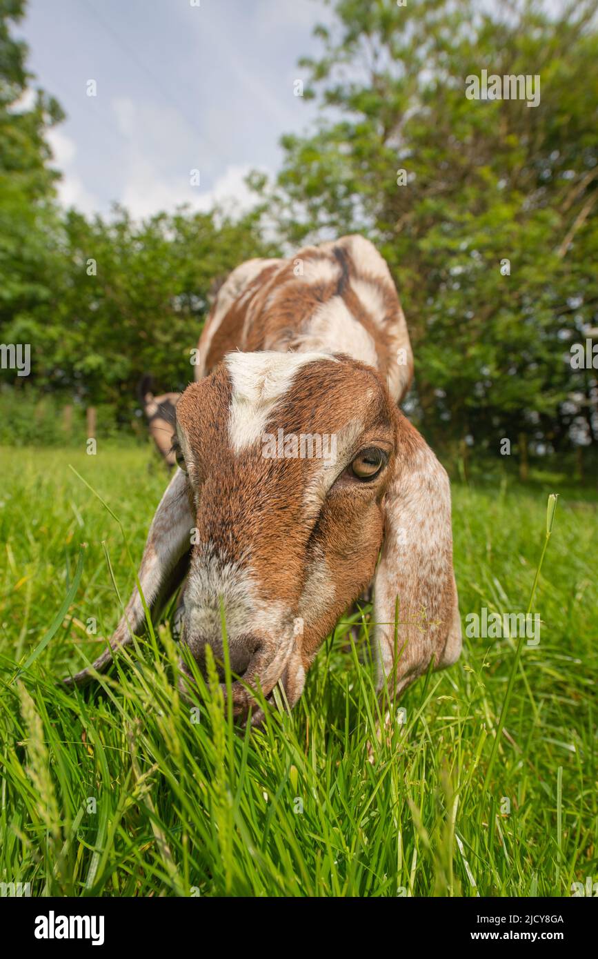Anglo nubian goat hi-res stock photography and images - Alamy