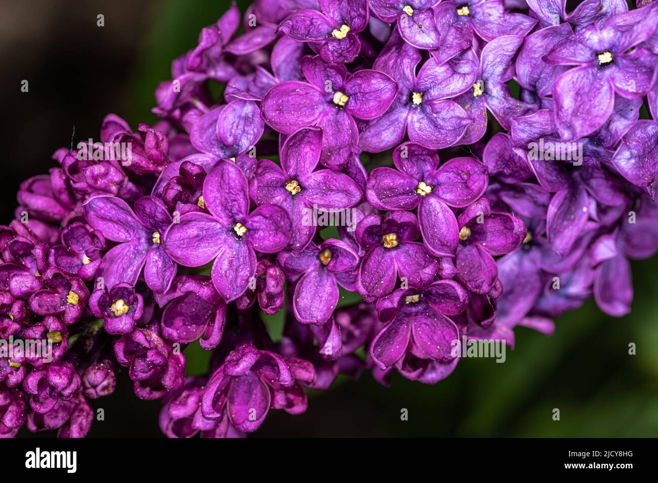 Flower of Common Lilac (Syringa vulgaris ‘Congo’ Stock Photo - Alamy