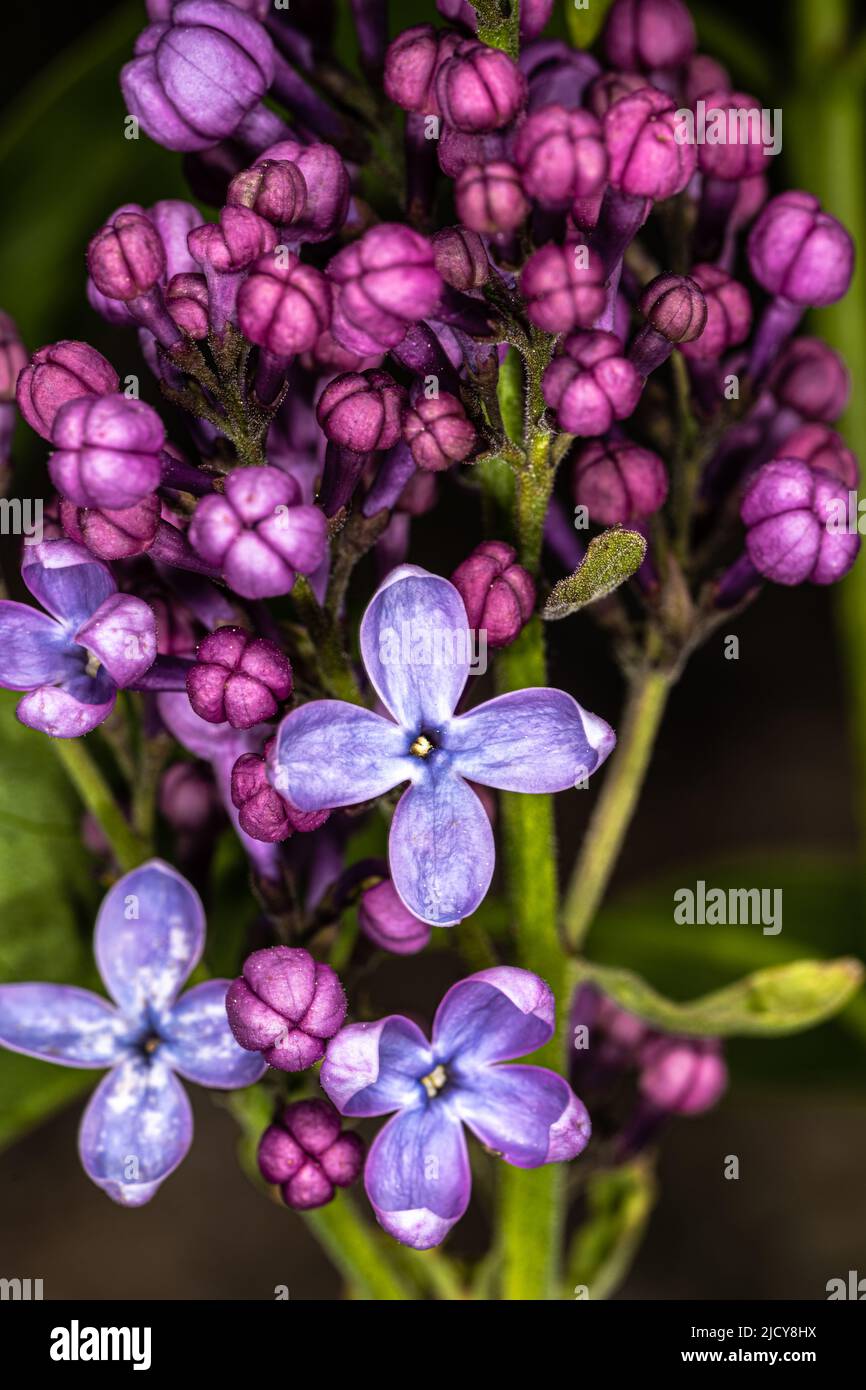 Flower of Common Lilac (Syringa vulgaris 'Co Stock Photo - Alamy