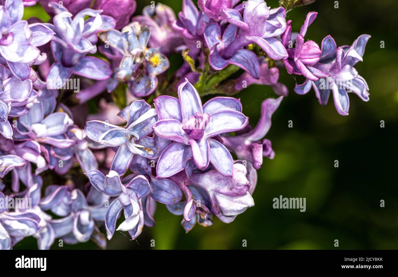 Flower of Massena Lilac (Syringa vulgaris ‘Massena’ Stock Photo - Alamy