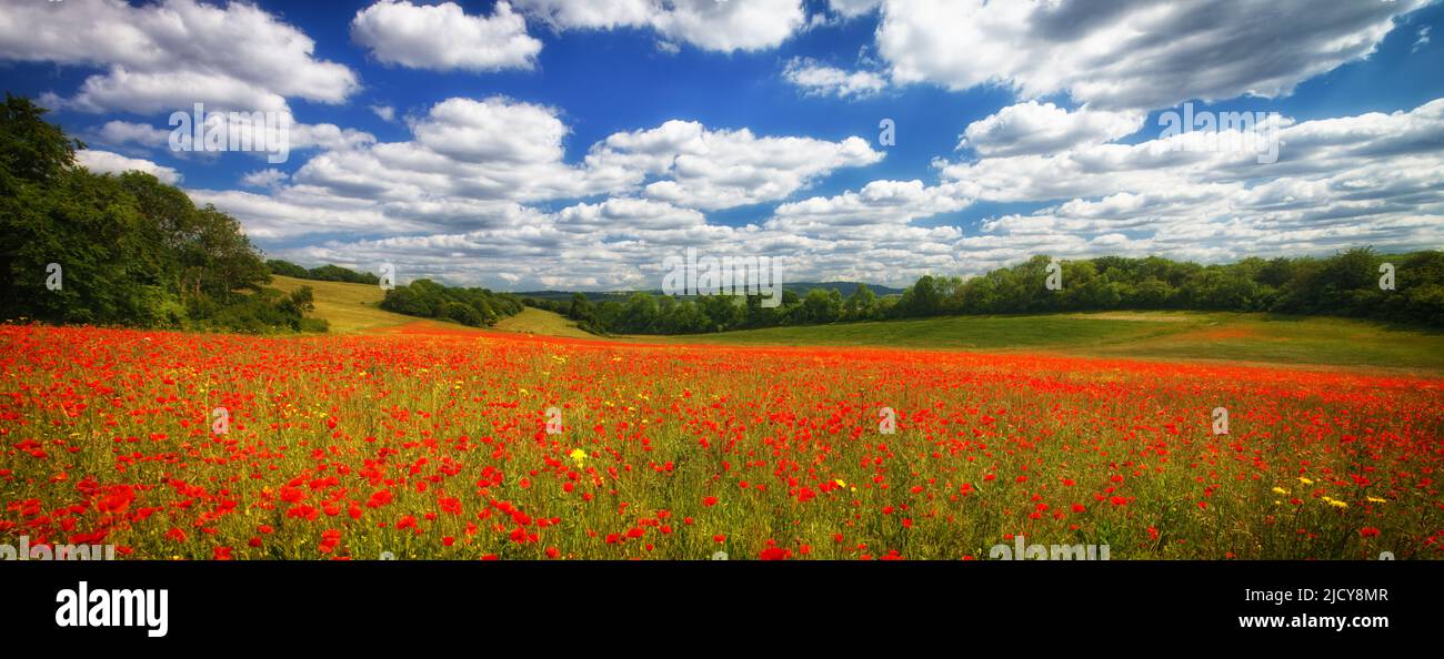 Kent poppies hi-res stock photography and images - Alamy
