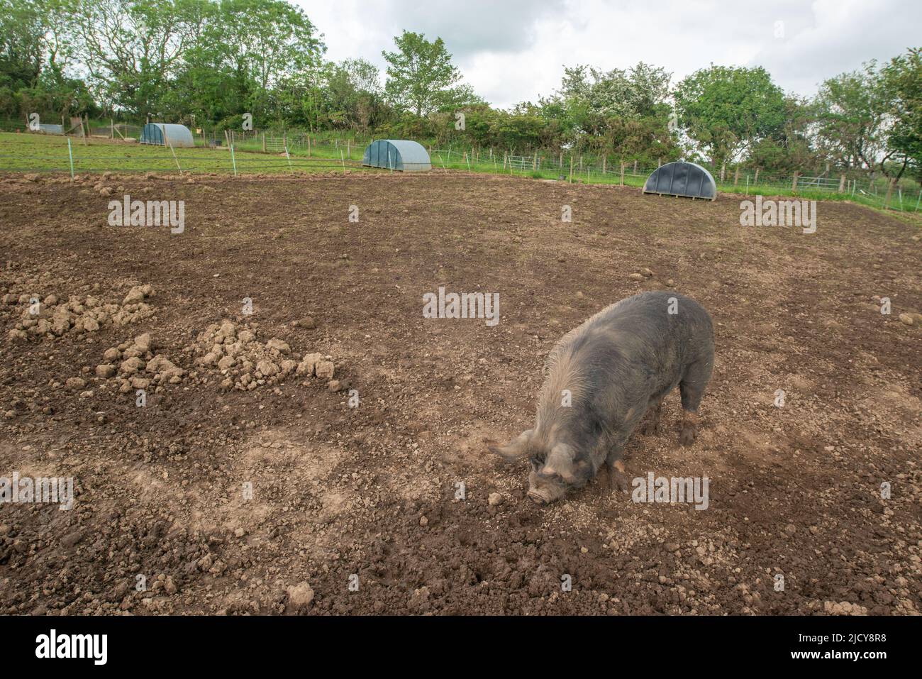 Pig rooting hi-res stock photography and images - Alamy