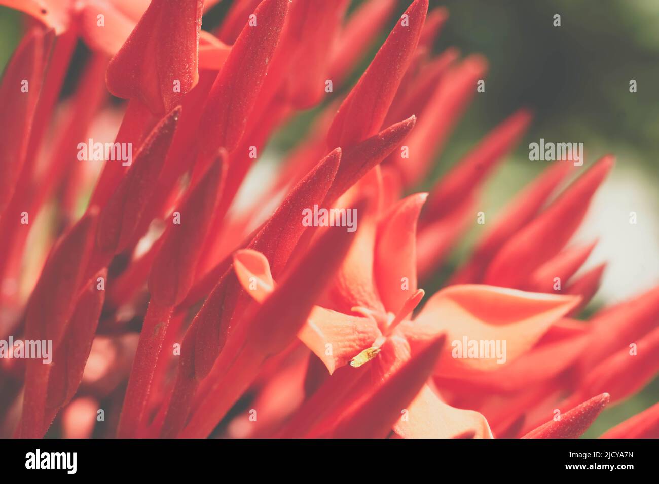 Macro abstract real beauty nature cute background. Small bright red ...
