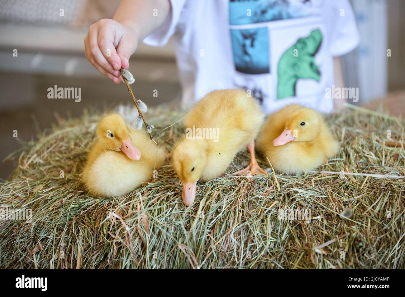 Three little ducklings hi-res stock photography and images - Alamy