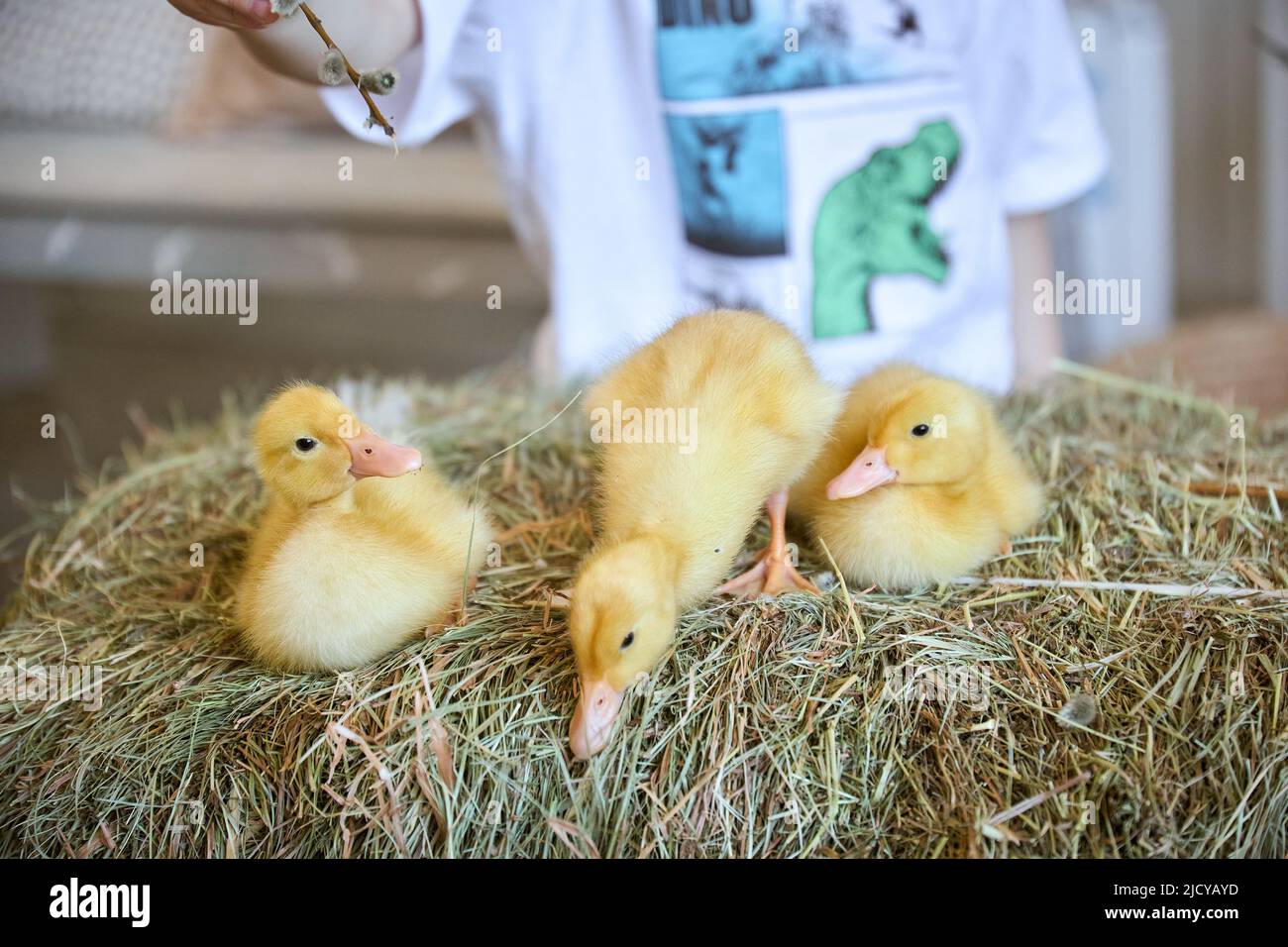 Three ducklings and a branch of willow Stock Photo - Alamy