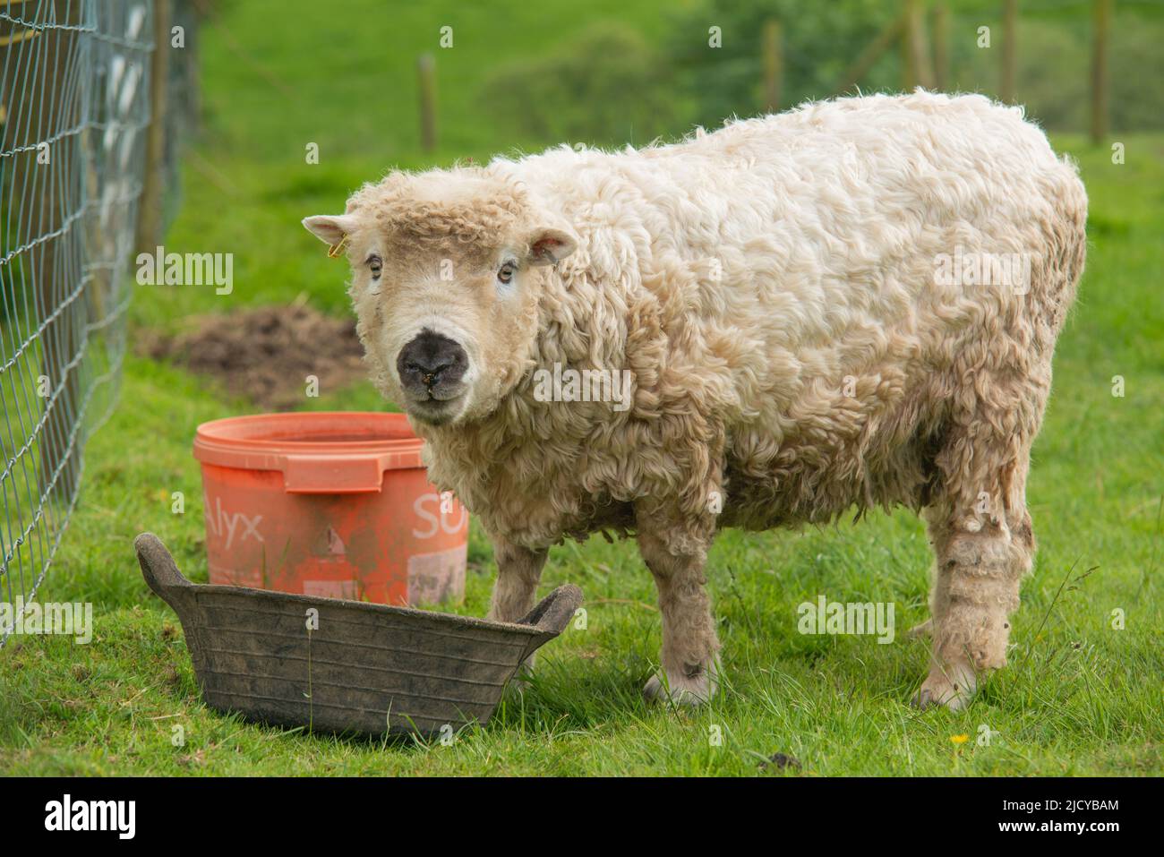 Rare breed sheep wales hi-res stock photography and images - Alamy